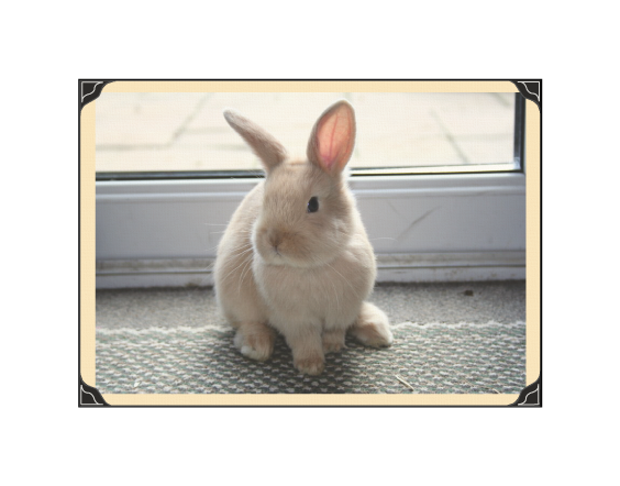 Plot Bunnies; Friend or Foe? – Nightwolf A.D.E.